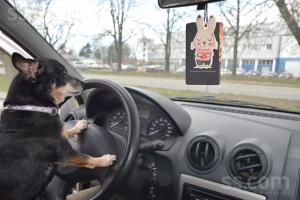 Dacia Logan 2008 in Riga, with an engine capacity of 1.60 L and mileage of 148 thousand km for 950 €, photo 7 on AUTOMOTO.COM.LV
