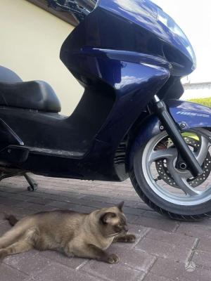 Zils Honda Silverwing 2009 Viļņa, ar dzinēja tilpumu 0.60 L un nobraukumu 92 tūkst. km par 1400 €, foto 4 vietnē AUTOMOTO.COM.LV