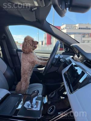 Sarkans Land Rover Range Rover Evoque 2020 Rīga, ar dzinēja tilpumu 2.00 L un nobraukumu 65 tūkst. km par 30000 €, foto 7 vietnē AUTOMOTO.COM.LV