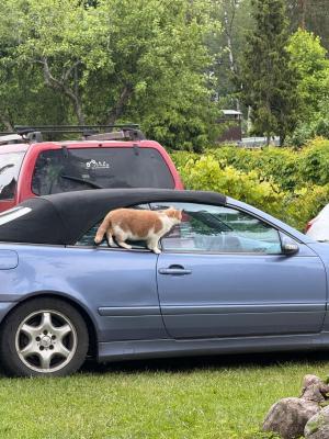 Violet Mercedes-Benz CLK 200 2001 in Riga, with an engine capacity of 2.00 L and mileage of 340 thousand km for 2300 €, photo 5 on AUTOMOTO.COM.LV