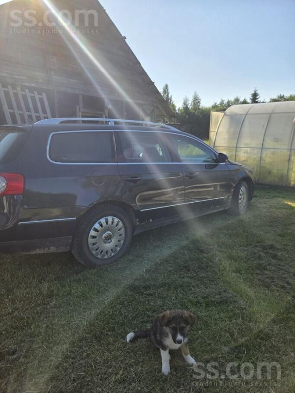 Zils Volkswagen Passat B6 2008 Tukums, ar dzinēja tilpumu 1.90 L un nobraukumu 0 tūkst. km par 900 €, foto 2 vietnē AUTOMOTO.COM.LV
