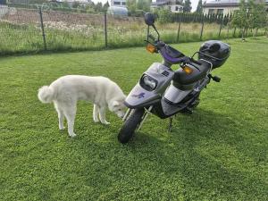 Violet Yamaha BWS 1997 in Vilnius, with an engine capacity of 49.00 L and mileage of 30 thousand km for 1150 €, photo 8 on AUTOMOTO.COM.LV